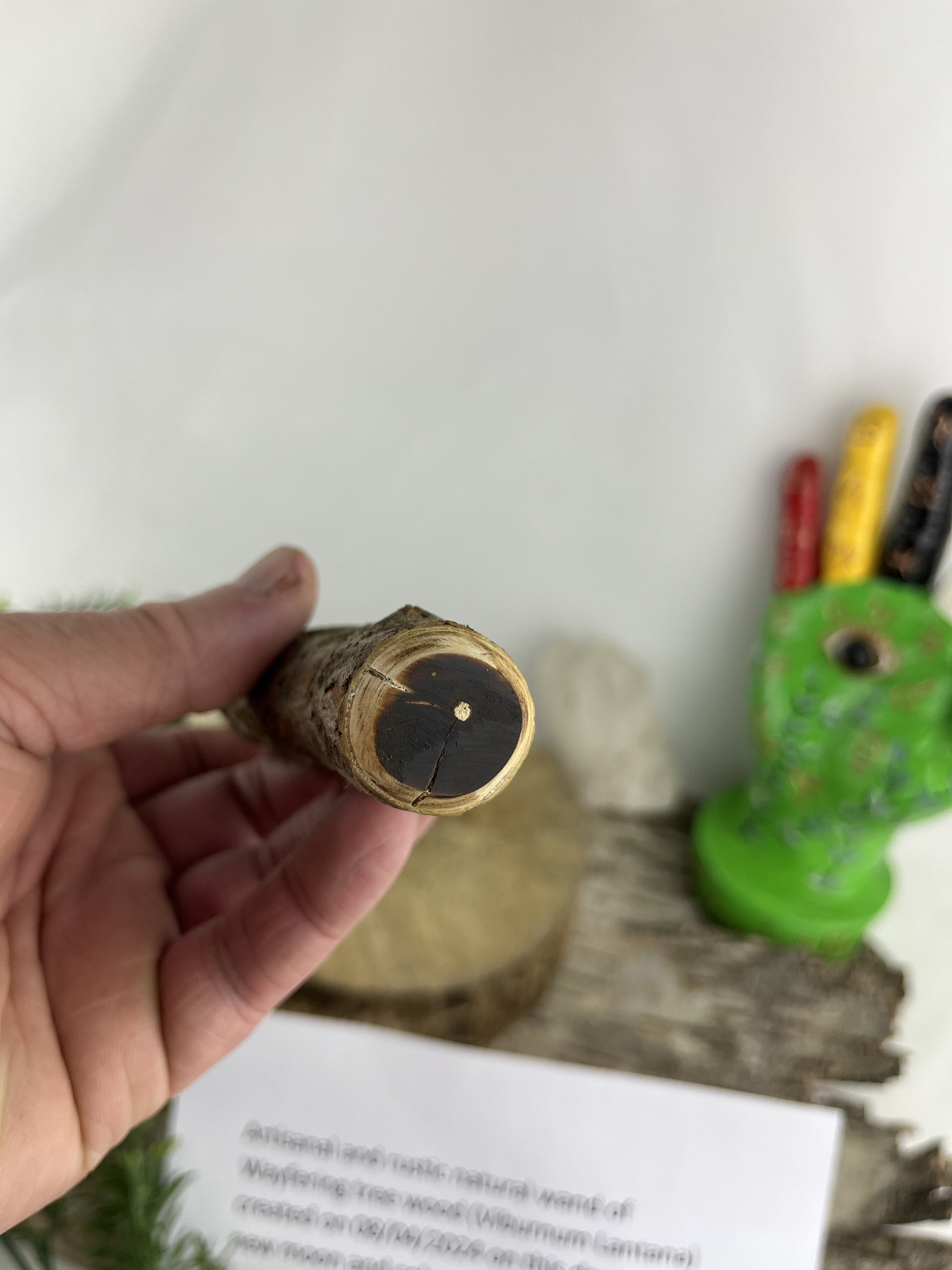 Natural Magic Wand Made of Wayfaring Tree Wood viburnum Lantana Named ...