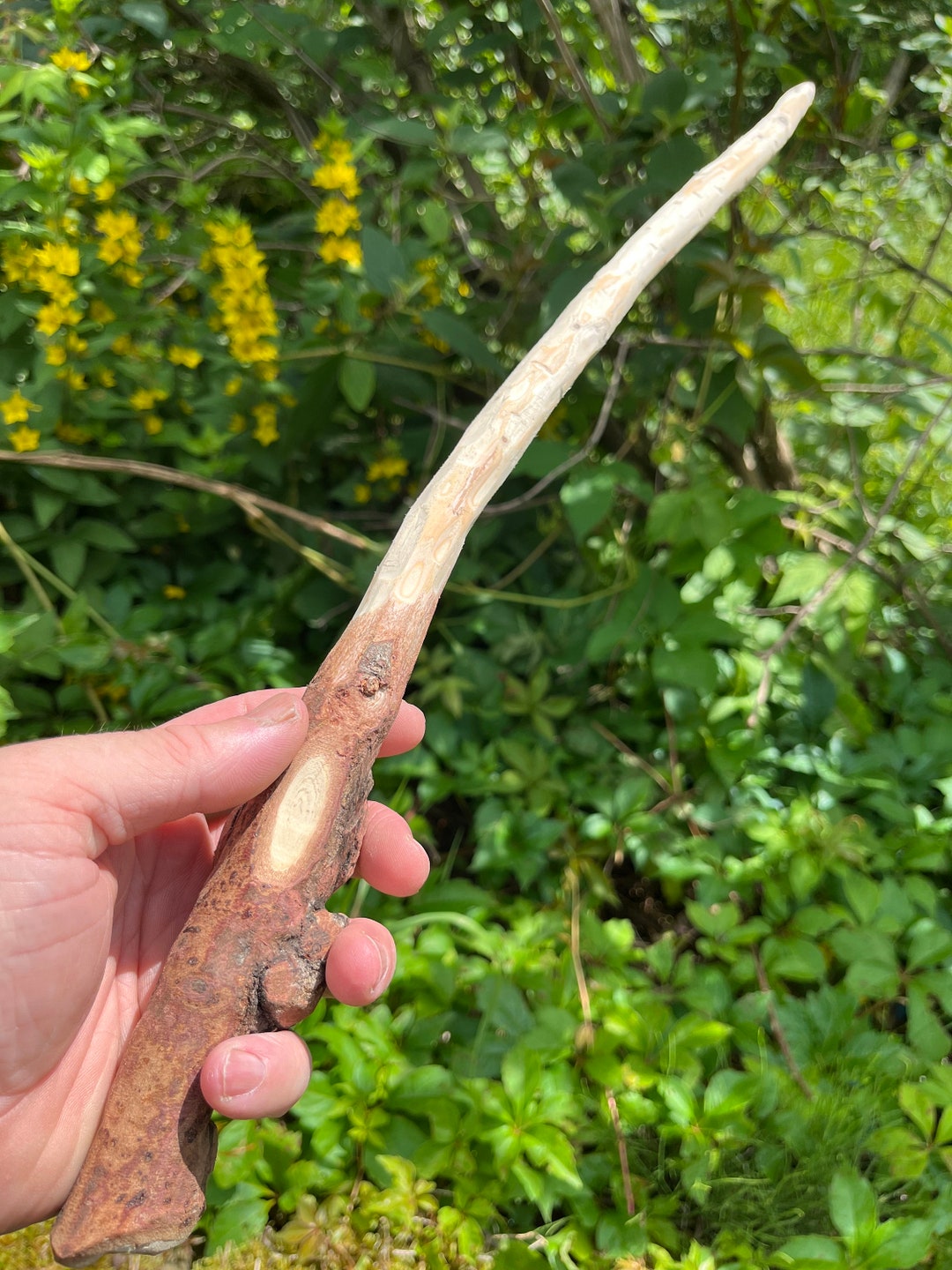 Native Shaman Wand Made of Balsam Fir Wood (abies Balsamea) Nammed ...