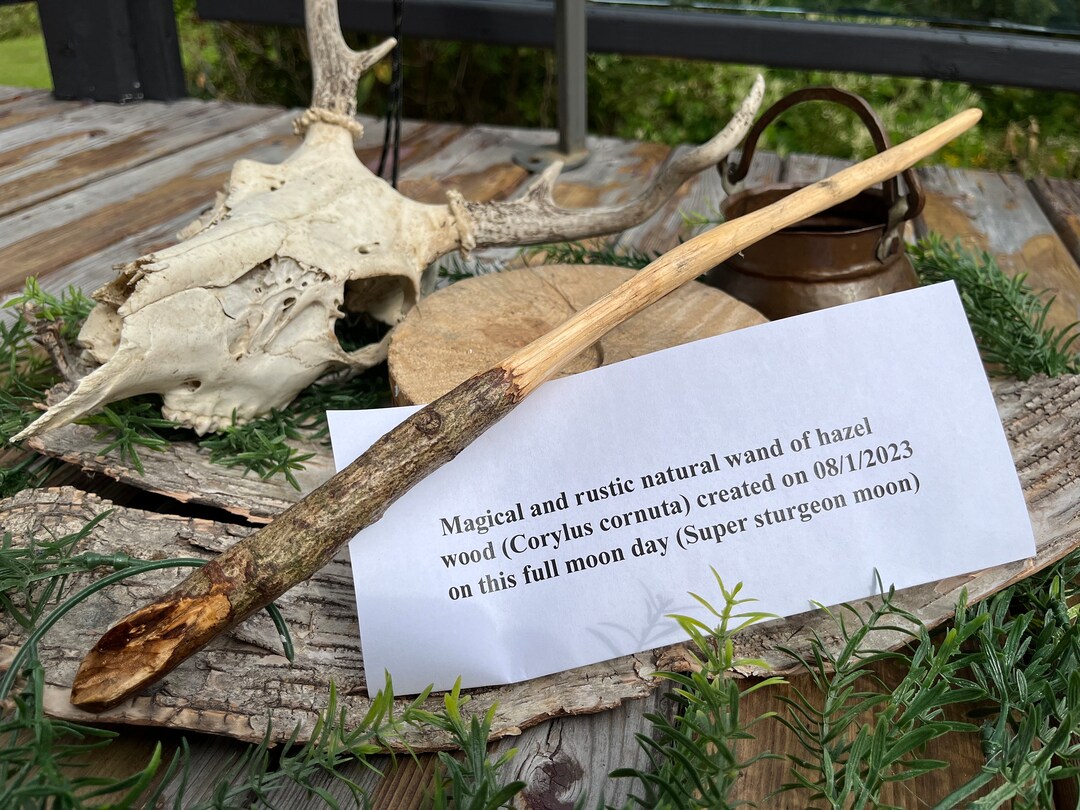 Natural Magic Wand in Hazel Wood corylus Cornuta Created on 08/01/2023 ...