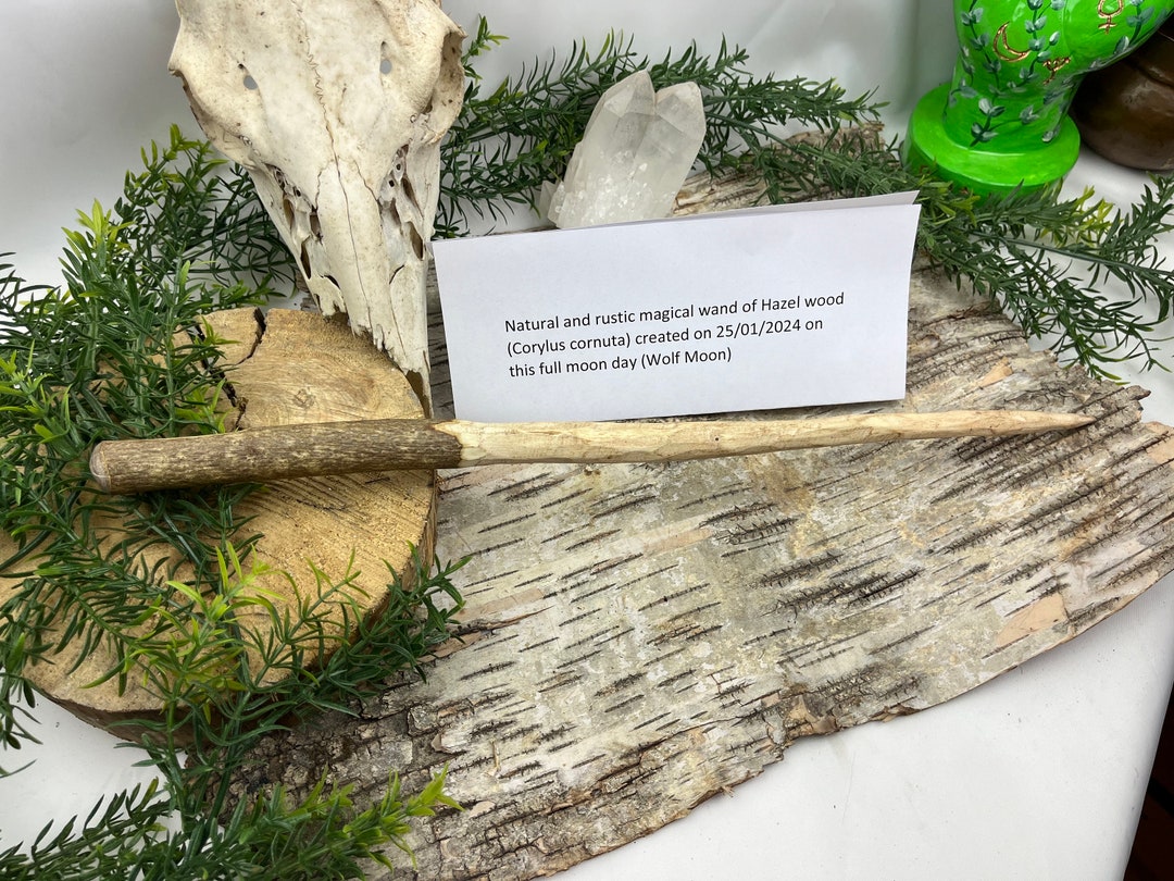 Natural Magic Wand Made of Hazel Wood corylus Cornuta Created on 01/25 ...