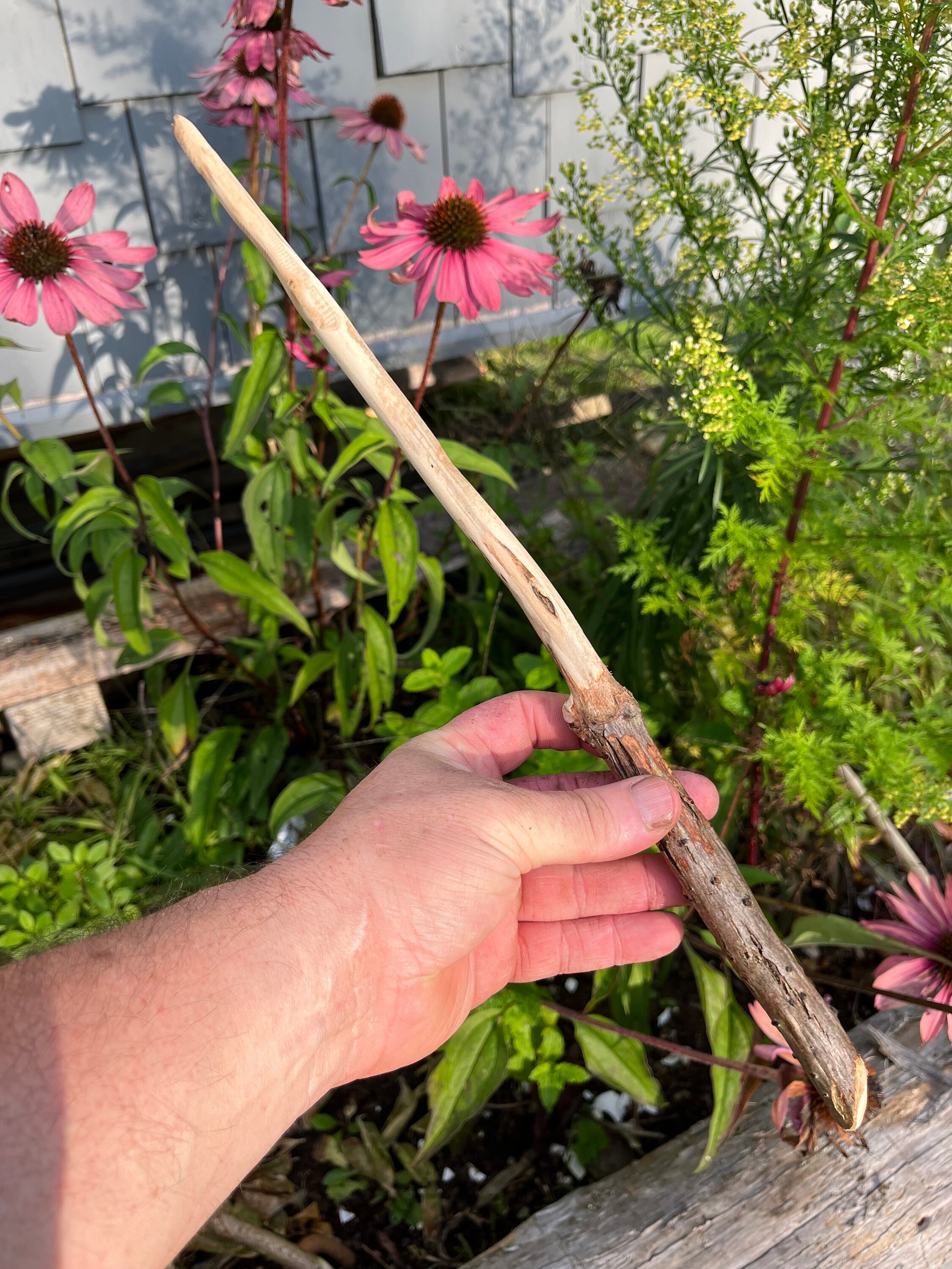 Elder Tree Wand sambucus Nigra Ssp. Canadensis Was Born on - Etsy