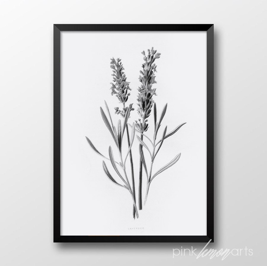 Black and White Hand Drawn Lavender, Printable Flower, Lavender Print ...