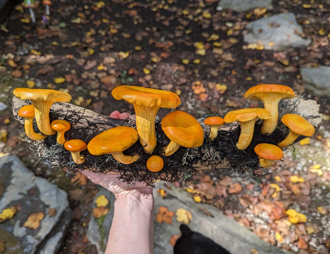 Hand Molded Clay Mushroom Wall Art Jack O'lantern Omphalotus Illudens ...