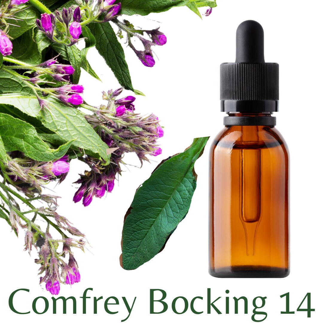 Comfrey Bocking 14 Infused Oil - Etsy