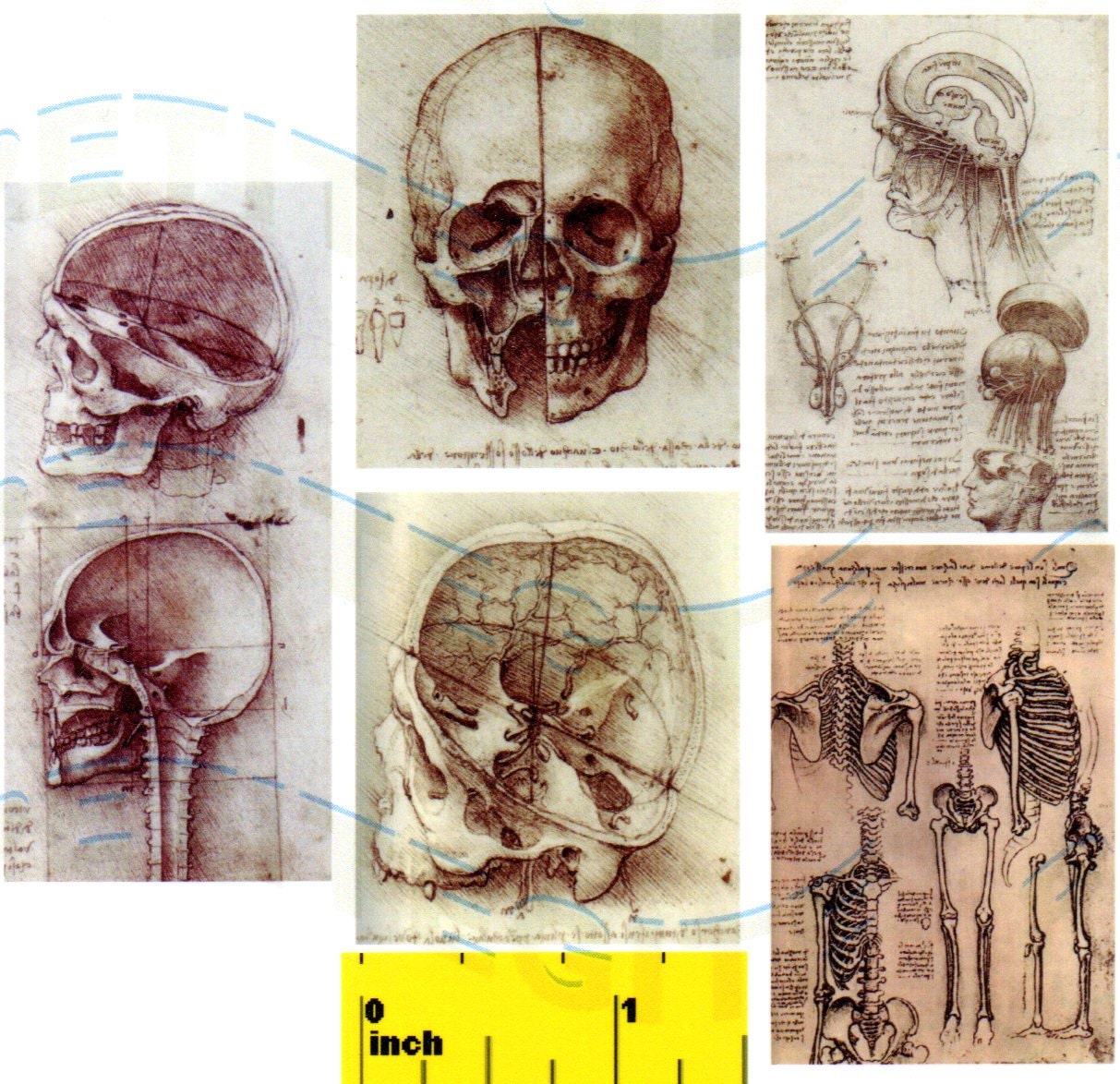 Miniature Doctor Physician Medical Medieval Skull Picture Prints ...