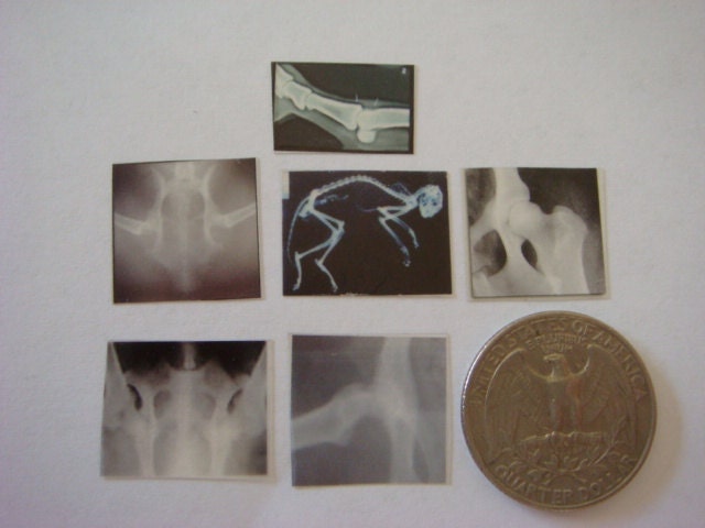 Animal X Rays For Kids