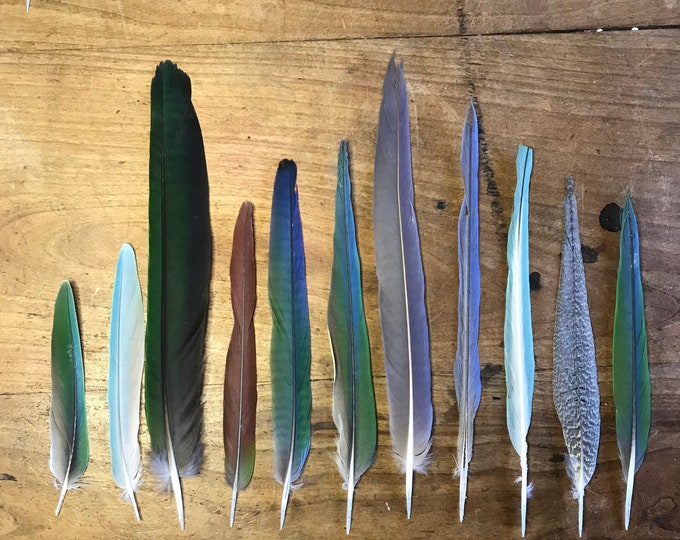 11 Mixed PARROT Feathers//4-8"//naturally Molted Feathers//exotic Bird ...