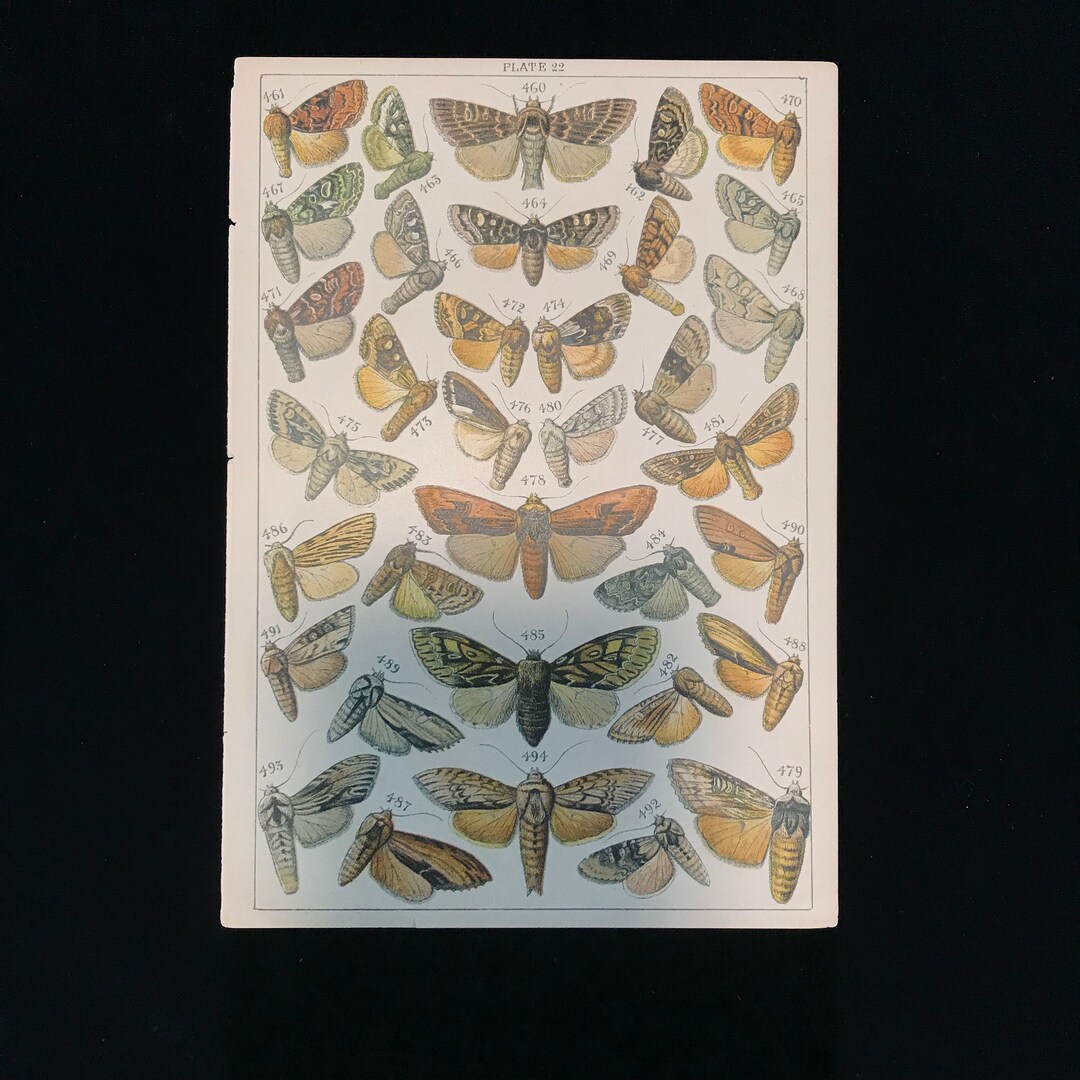 Antique Moth Print C.1901 //ORIGINAL Moth Lithograph Print// 7" X 5.25 ...