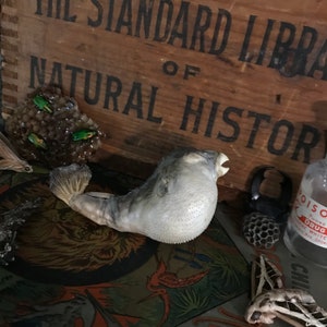 Taxidermy Blowfish/dried Real Puffer Fish/taxidermy Sea Life/taxidermy ...