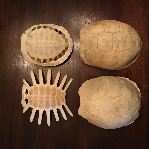 Turtle Bones - Etsy