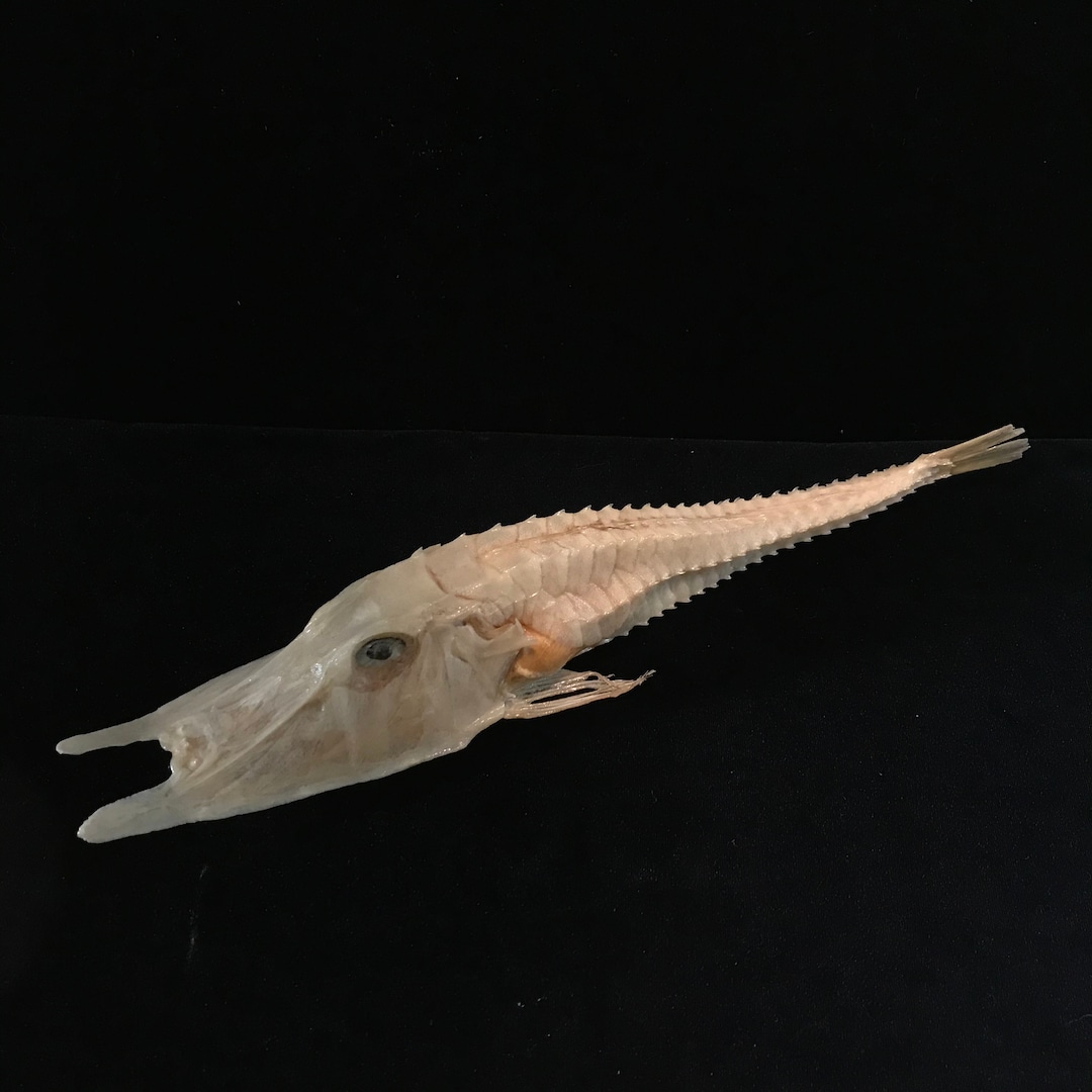 Taxidermy Prehistoric Fish//real Armored Nautilus Fish/taxidermy Sea ...