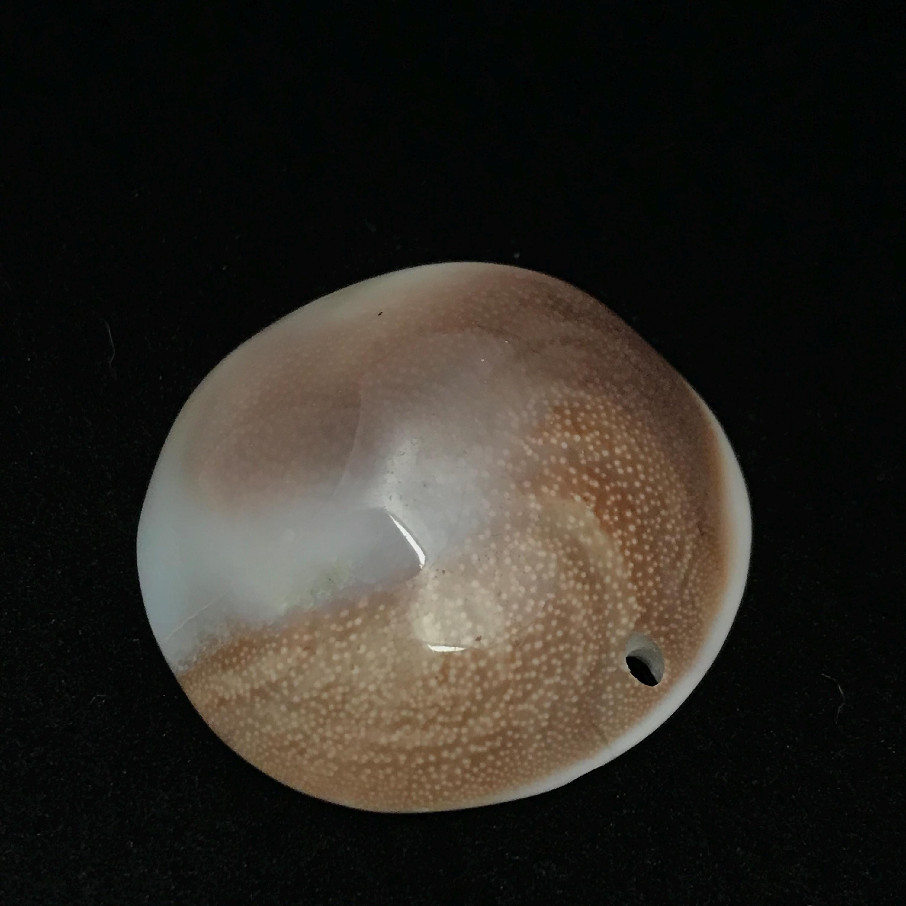 Large Operculum, Real Shiva's Eye #2 - Etsy