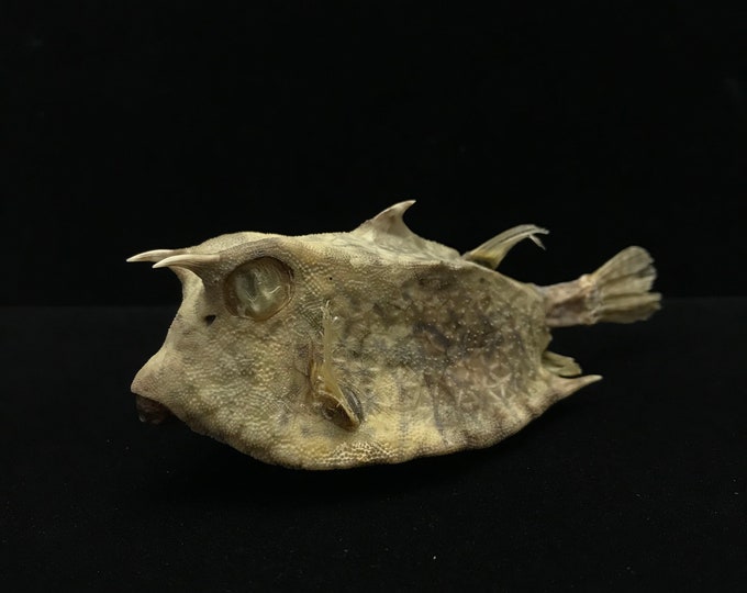 Taxidermy Box Fish A/dried Real Cow Fish//taxidermy Sea Life/taxidermy ...