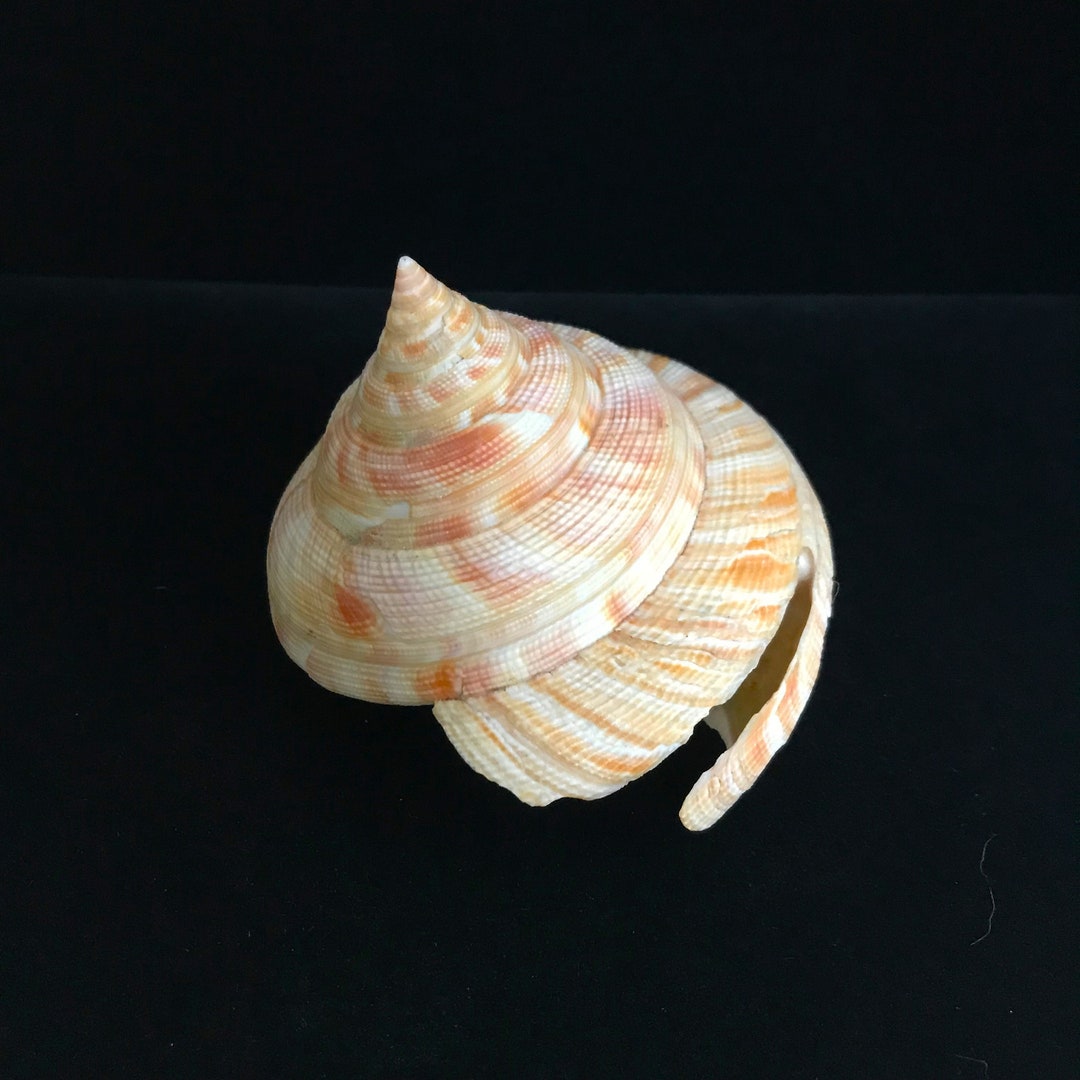 Large Slit Shell 10 // Orange Textured Slit Shell //unusual Sea Shell ...