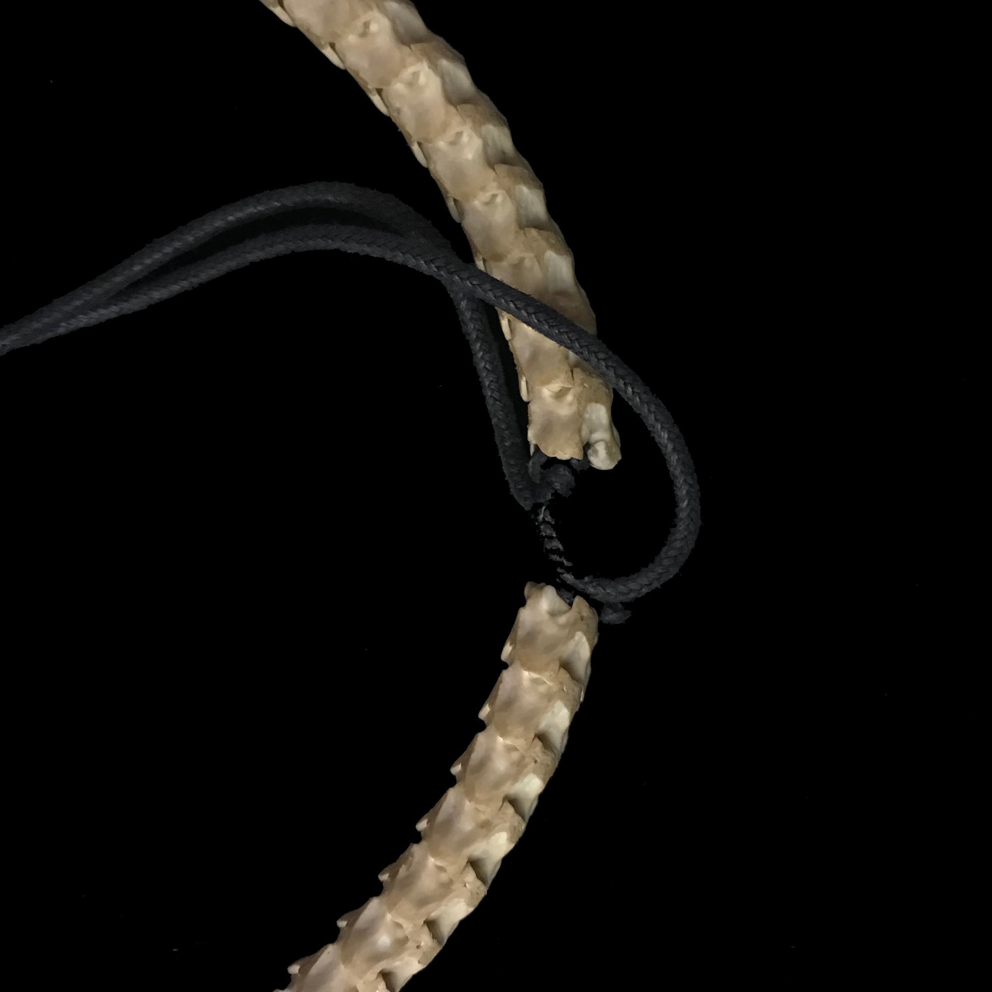 Snake Vertebrae Choker//stained Snake Bone Necklace//adjust, 54% OFF
