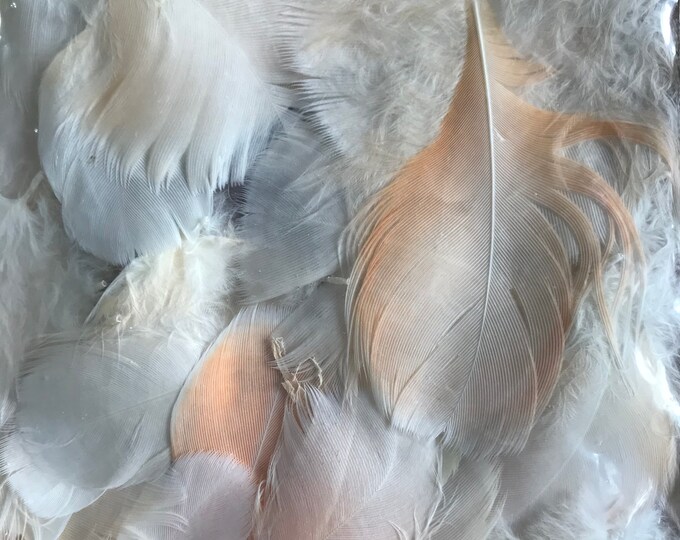 30+ Cockatoo Feathers//1-3"//real Naturally Molted Moluccan Cockatoo ...