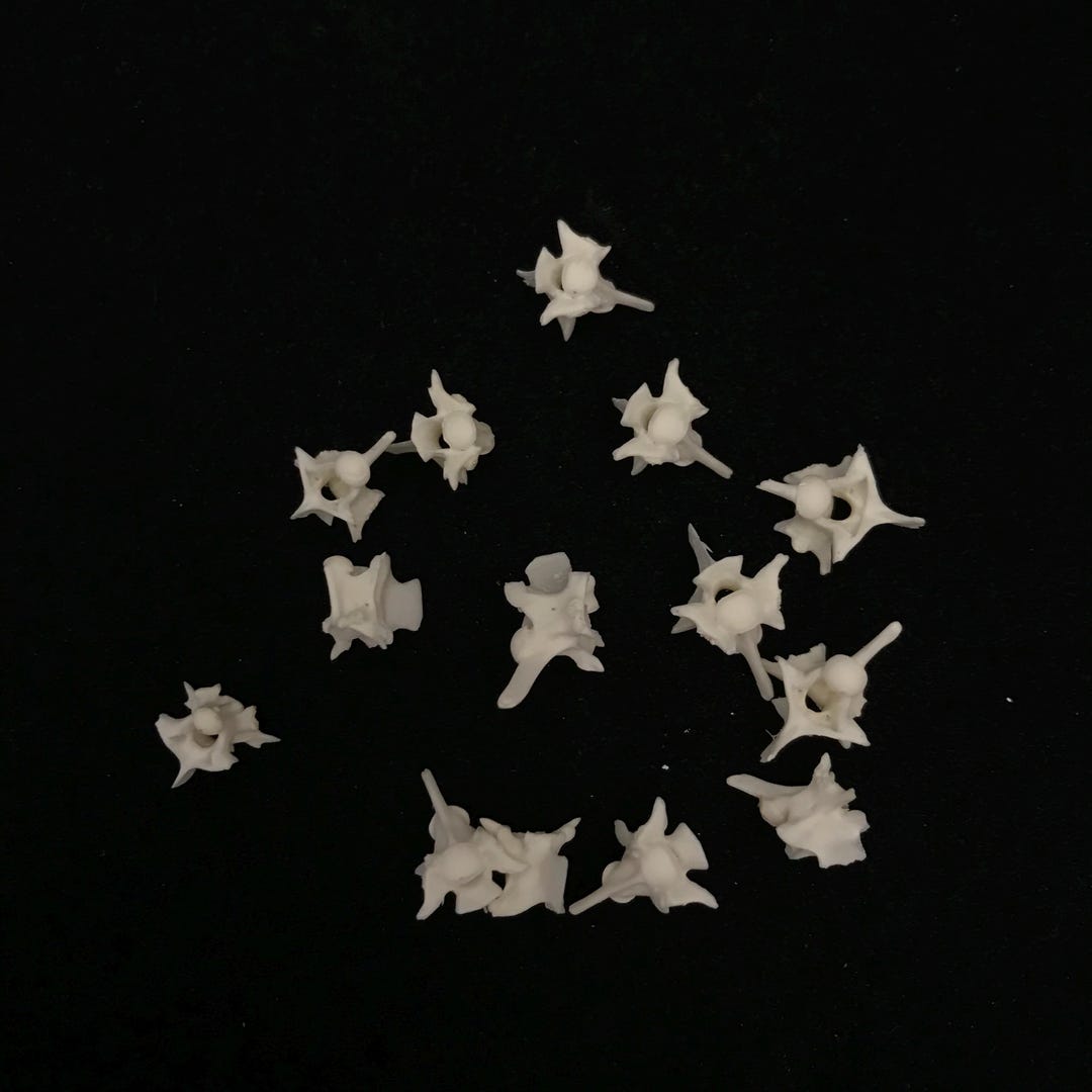 14 TINY Snake Vertebrae Bone Collection//14 Real Rattlesnake Vertebrae ...