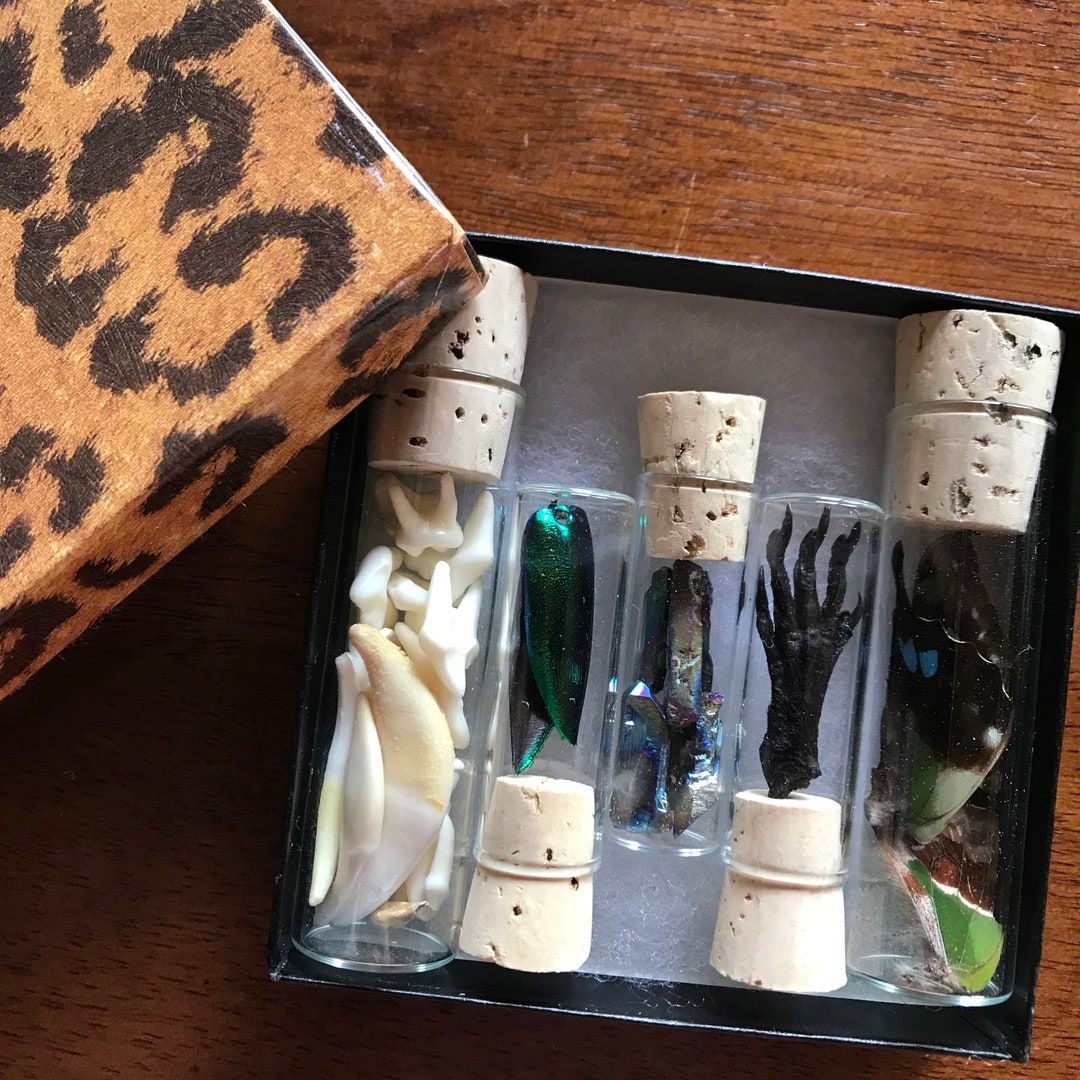 5 Corked Vial Natural History Collection//butterfly Wings//real Teeth ...