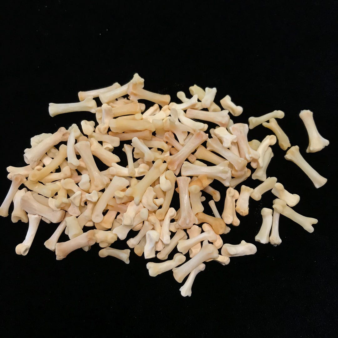 140 Pc. SMALL Bone Collection -greasy//natural History Collection//real ...