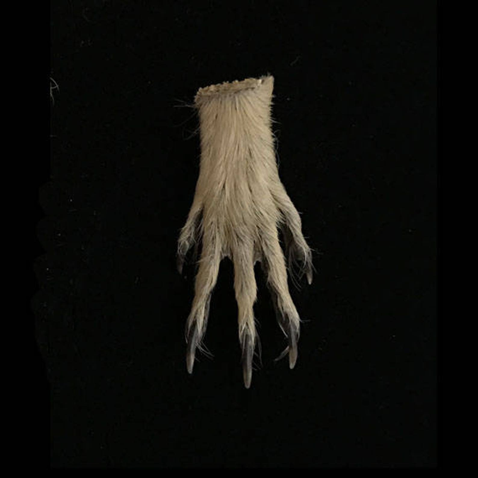 Pair of Ground Squirrel Feet//natural Prairie Dog - Etsy