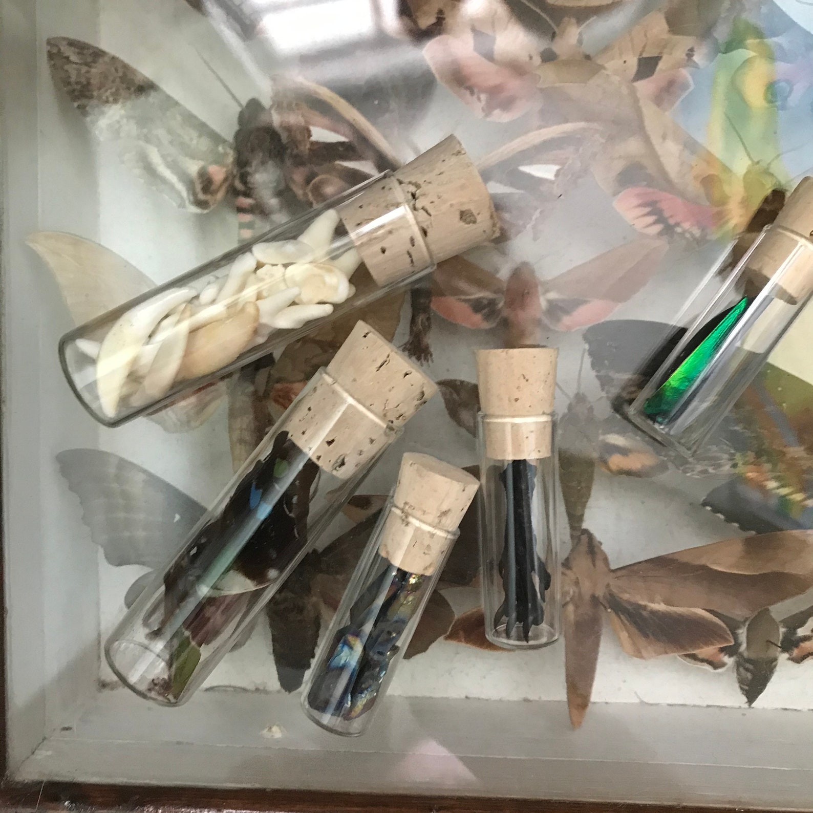 5 Corked Vial Natural History Collection//butterfly - Etsy