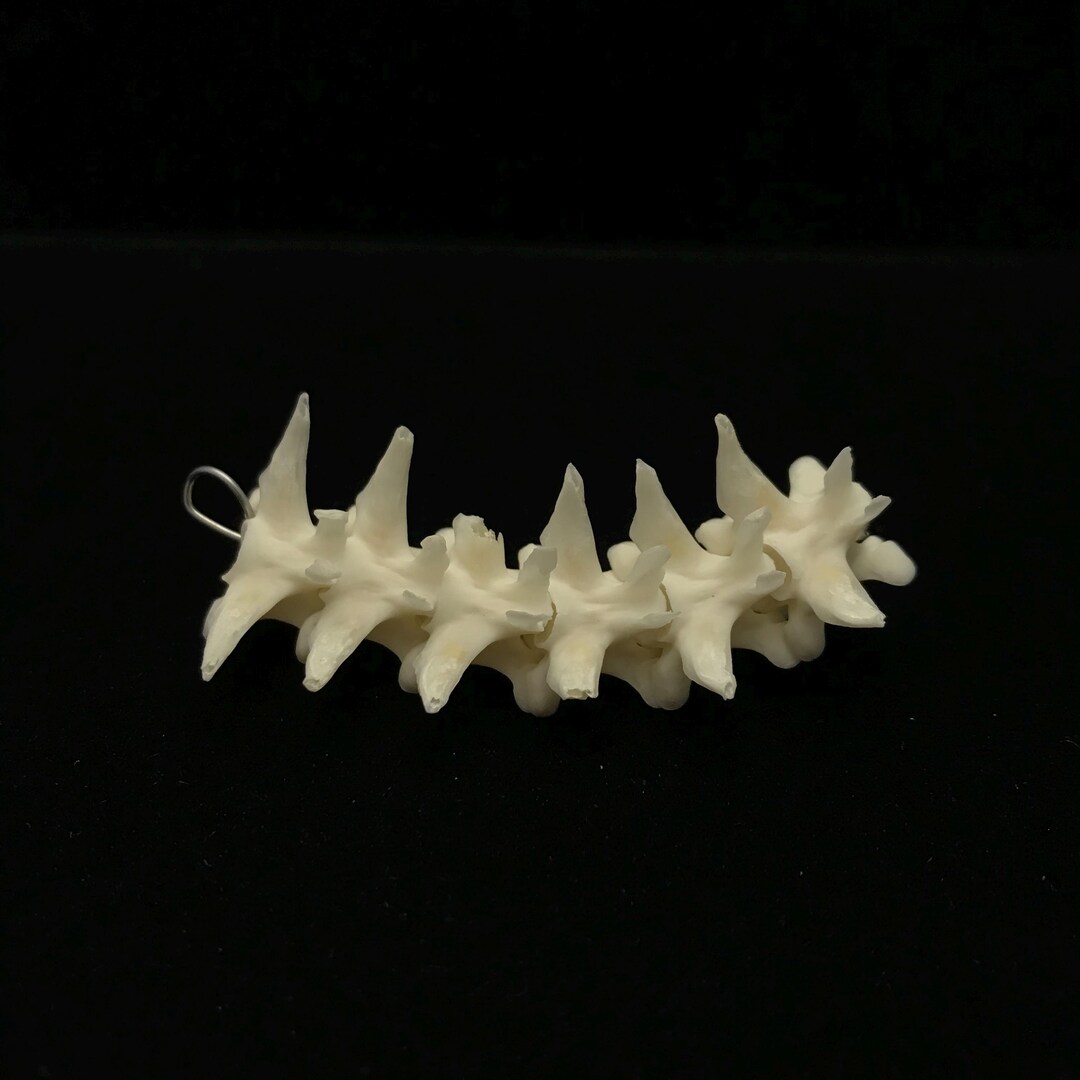 Snake Vertebrae Bone Collection//2.25" Consecutive Snake Vertebrae Bone ...