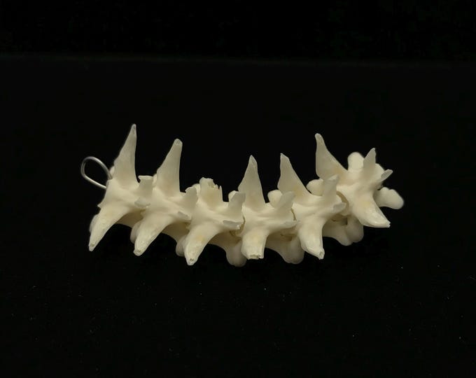 Snake Vertebrae Bone Collection//2.25" Consecutive Snake Vertebrae Bone ...