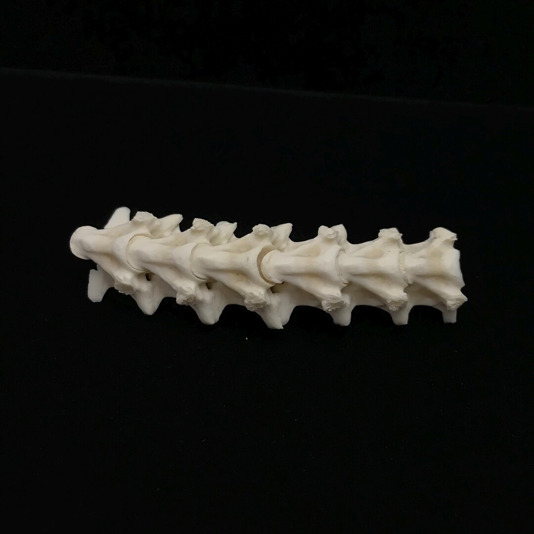 Snake Vertebrae Bone Collection//4 Consecutive Snake Vertebrae Bone ...