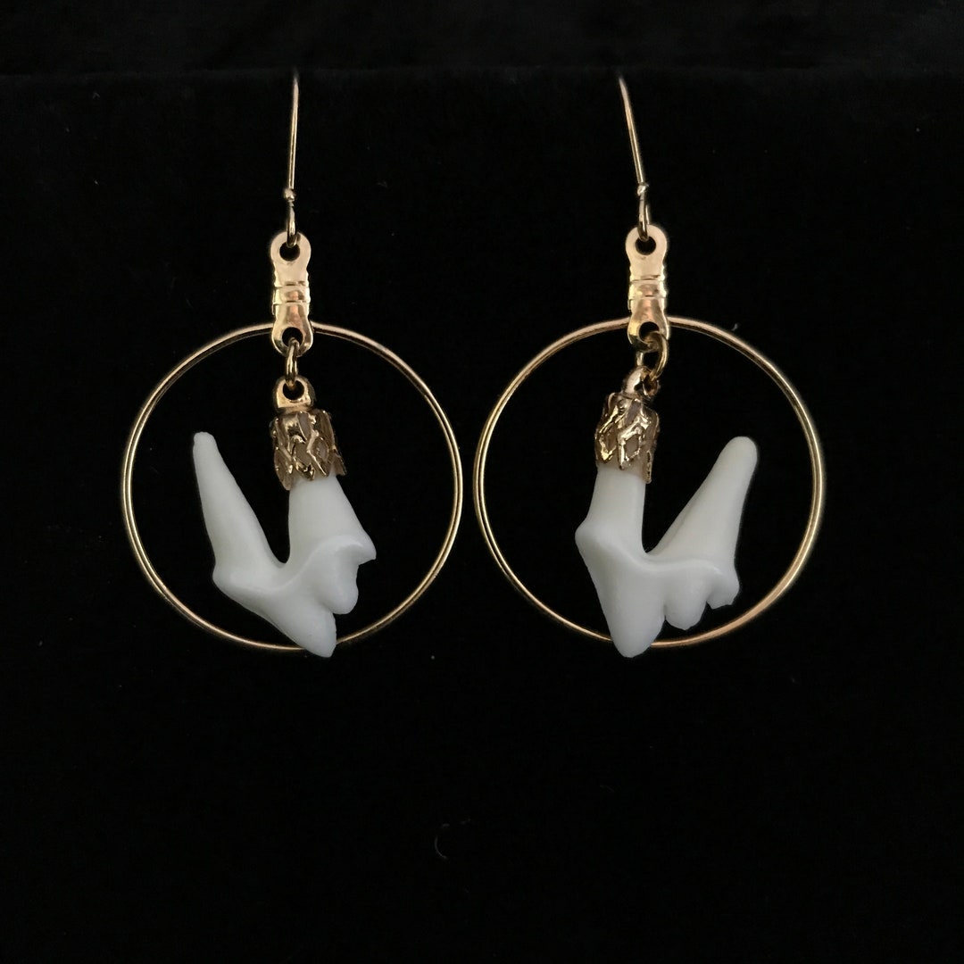 Small Real Raccoon Tooth Earring Gold Plated//real Tooth Earrings ...