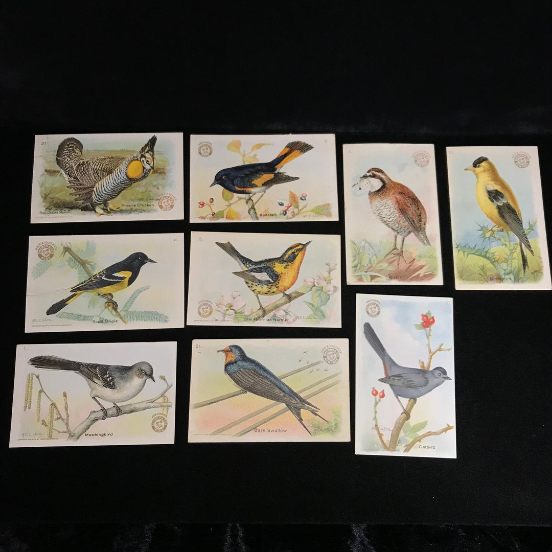 Lot of 9 Vintage Bird Cards//bird Lithograph Cards//arm&hammer Ad Cards ...