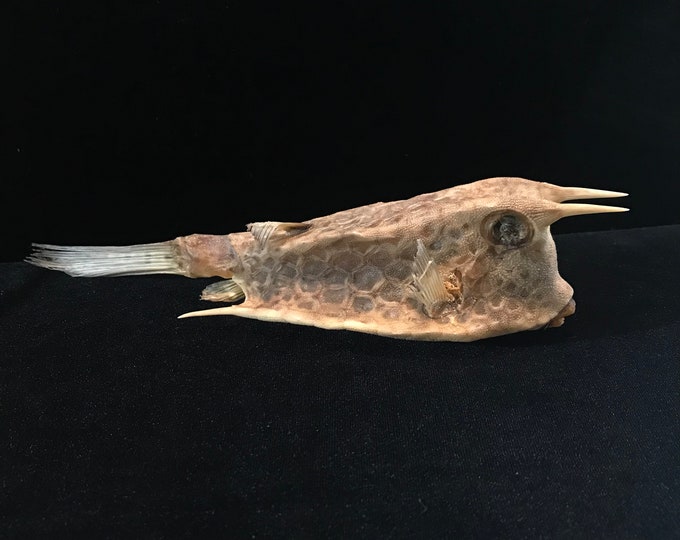 Taxidermy Box Fish//real Big Dried Cow Fish//taxidermy Sea Life ...