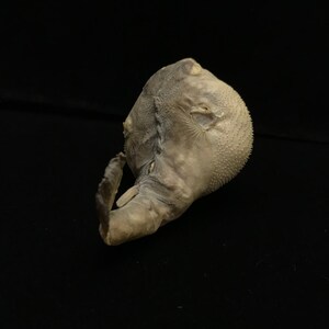 Taxidermy Blowfish/dried Real Puffer Fish/taxidermy Sea Life/taxidermy ...