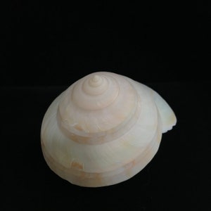 Large Slit Shell 11 // Albino Textured Slit Shell //unusual Sea Shell ...