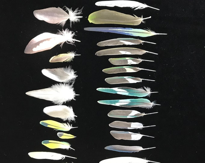 30 Cockatoo Feathers//1-3//real Naturally Molted Moluccan Cockatoo Body ...