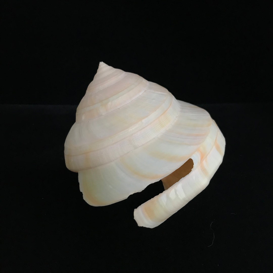Large Slit Shell #11 // Albino Textured Slit Shell //unusual Sea Shell ...