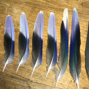 11 Blue PARROT Feathers//4-7//naturally Molted Feathers//exotic Bird ...