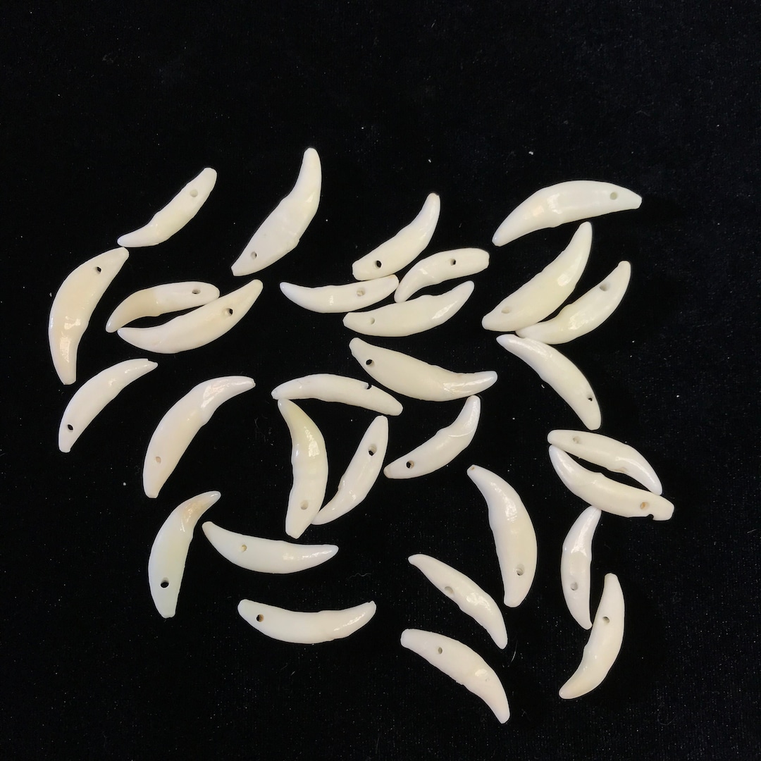 30 Coyote Teeth Lot With Hole//1st & 2nd Quality Coyote Canine Teeth ...
