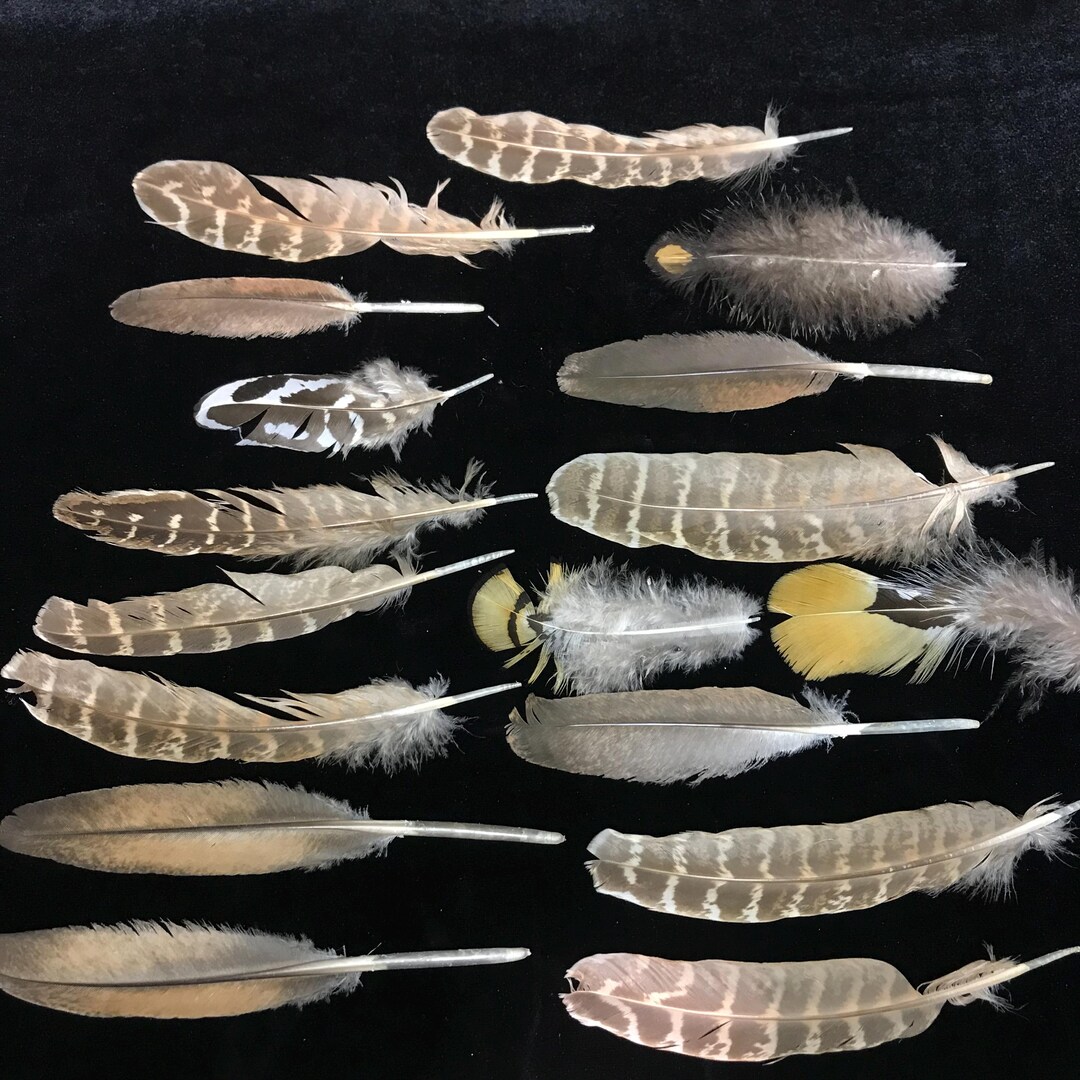 17 Peacock Feathers,similar to Hawk,owl Feathers//real Naturally Molted ...