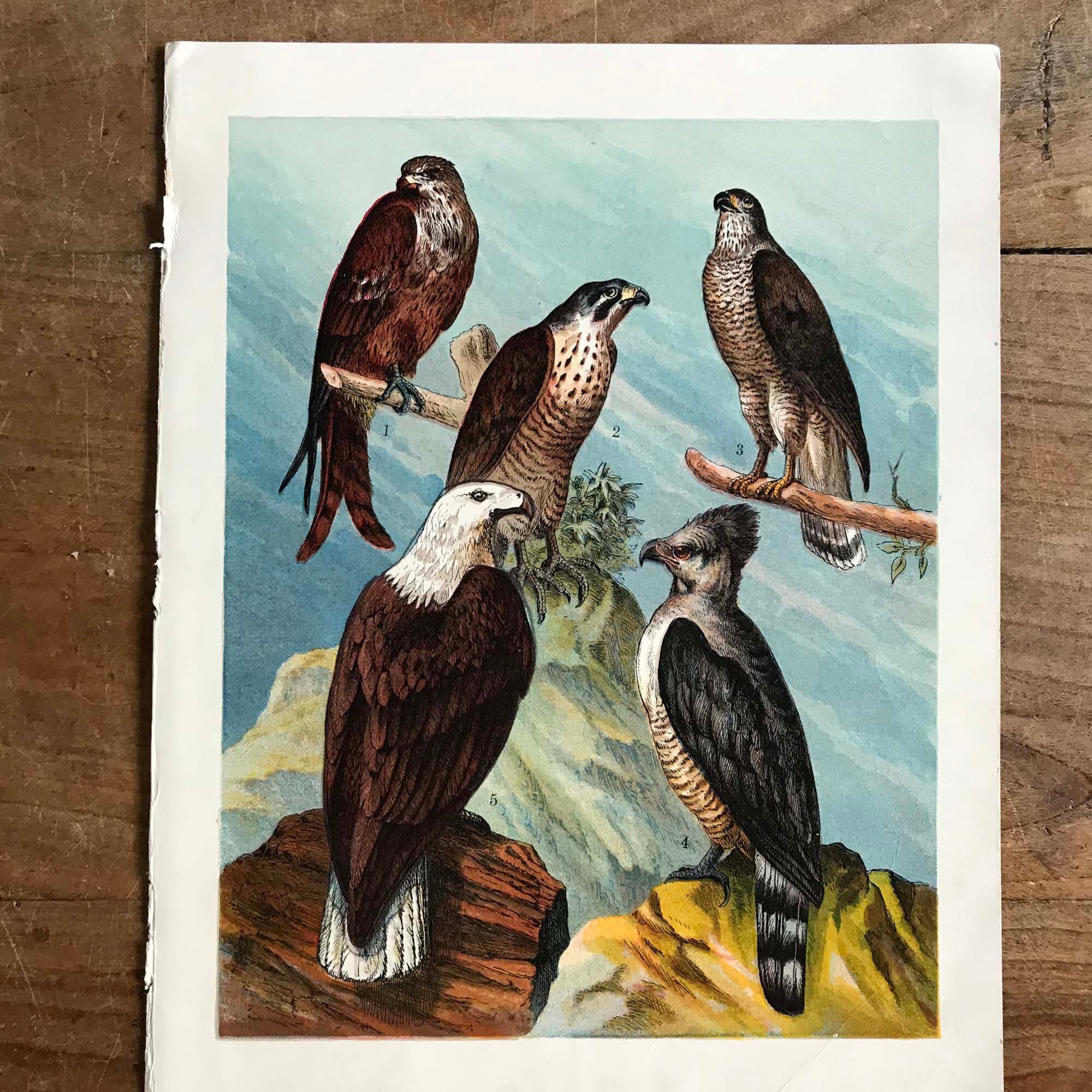 Antique print//c.1886 //ORIGINAL color lithograph print// | Etsy