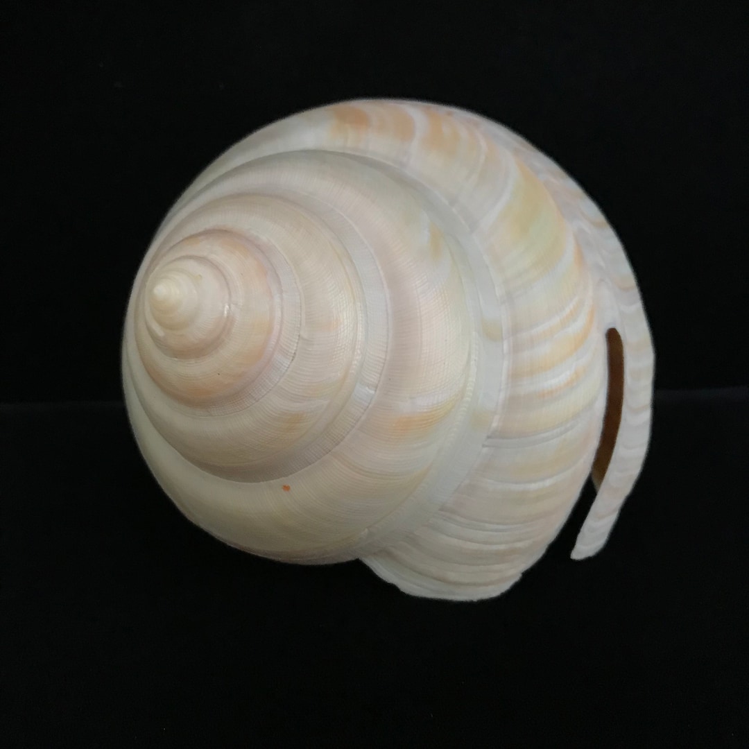 Large Slit Shell 12 // Albino Textured Slit Shell //unusual Sea Shell ...