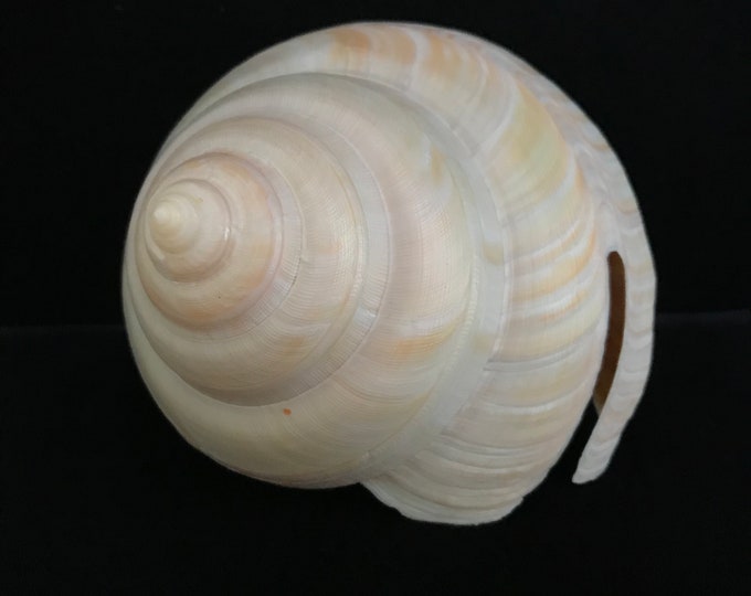Large Slit Shell #12 // Albino Textured Slit Shell //unusual Sea Shell ...