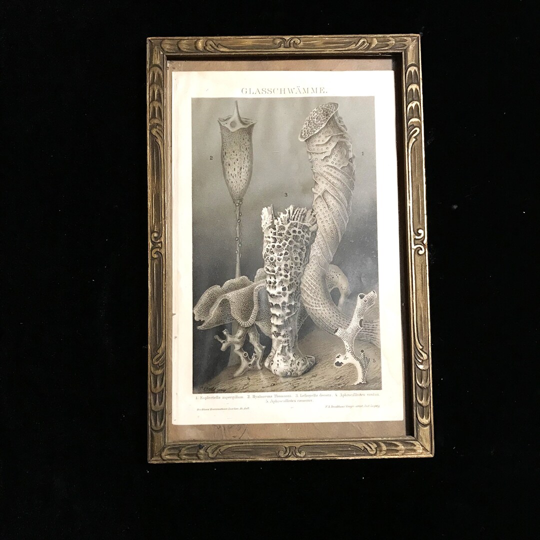 Antique Glass Sponge Print C 1880,framed//original Glass Sponge ...