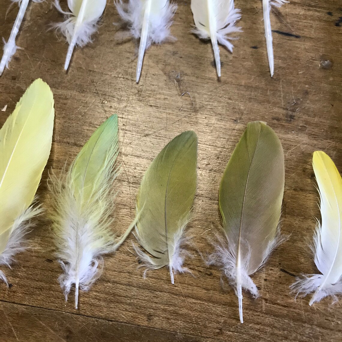 12 Yellow Small Parrot Feathers//1.5 to 6.5 //real - Etsy
