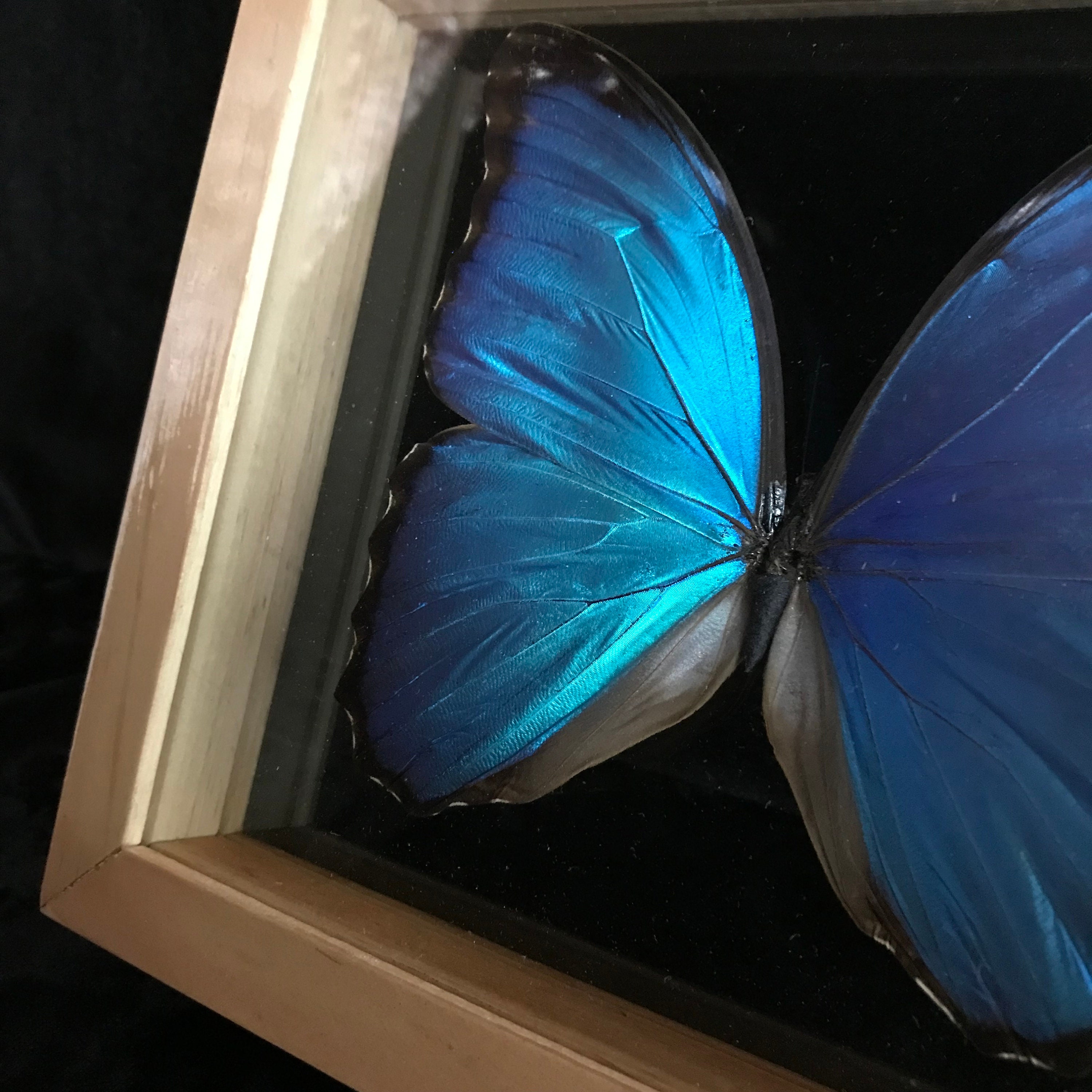 Blue Morpho Butterfly Predators