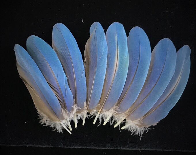 8 Macaw Parrot Feathers//4//real Naturally Molted Wing Feathers ...