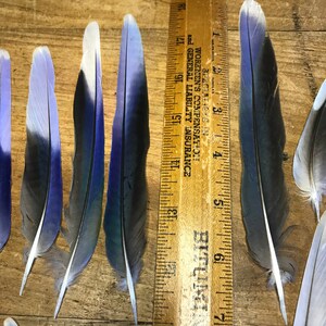 11 Blue PARROT Feathers//4-7//naturally Molted Feathers//exotic Bird ...