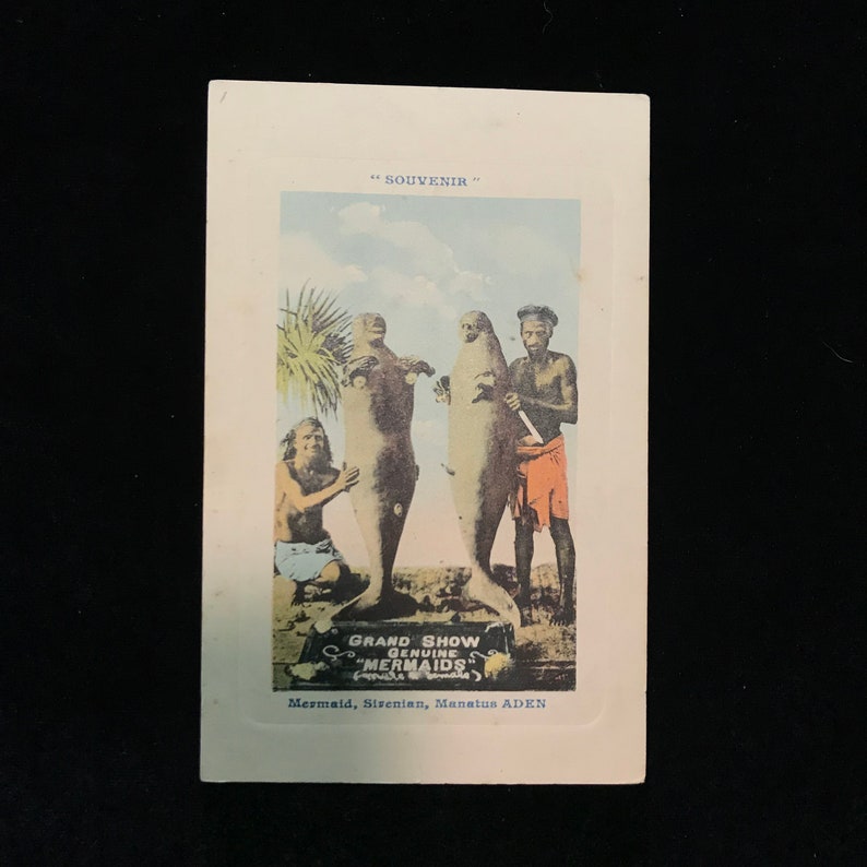 Vintage Fiji Mermaid Postcard, Sideshow Souvenir (1930) - Etsy