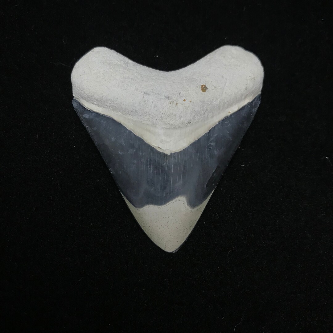 Real Fossil Megalodon Tooth,rare Bi-color//small Megalodon Tooth,black ...