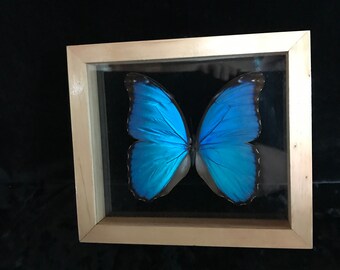 Double Glass Frame Butterfly - Etsy