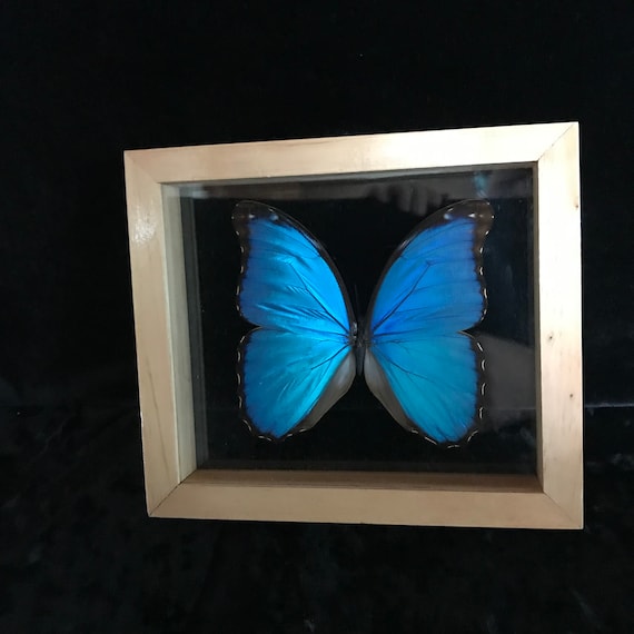 Blue Butterfly Frame